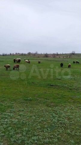 Бараны с ягнятами