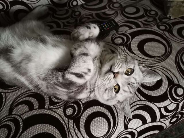 Котик на вязку