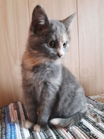 Котенок Чолита ищет дом