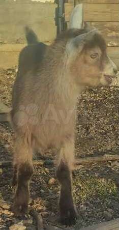 Козлик обмен