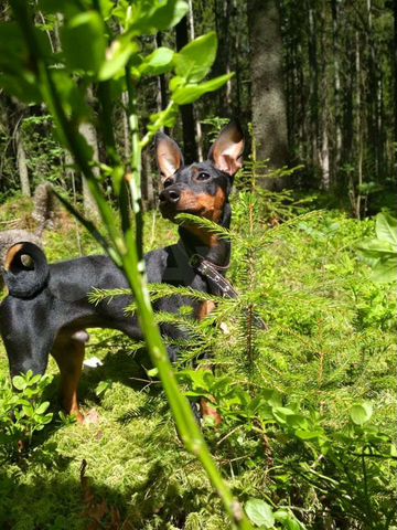 Цвергпинчер