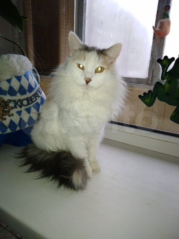 Кошечка молодая 8 месяцев стерил