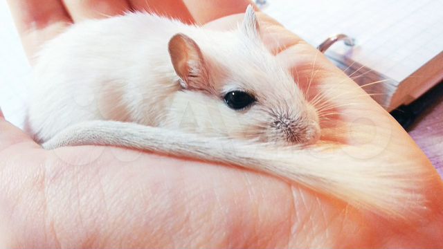 Песчанка для вязки