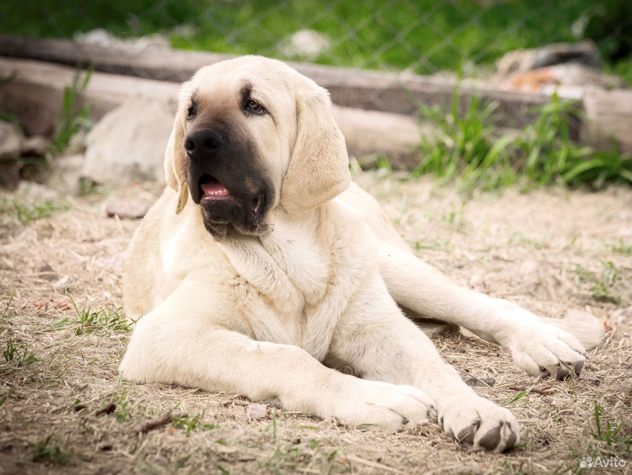 Испанский мастиф щенок сука от родителей чемпионов