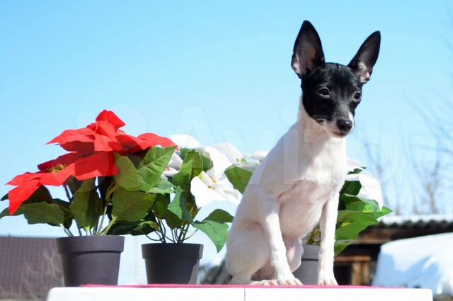 Американский той-фокс