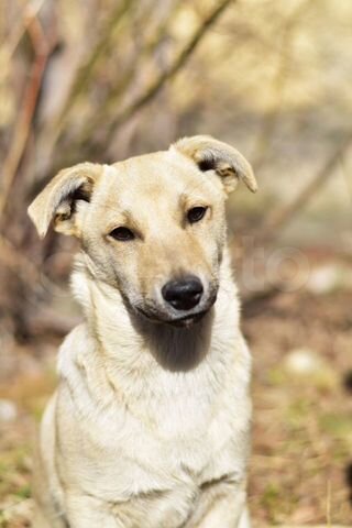 Коротколапый щенок мальчик