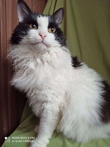 Божественный котофей