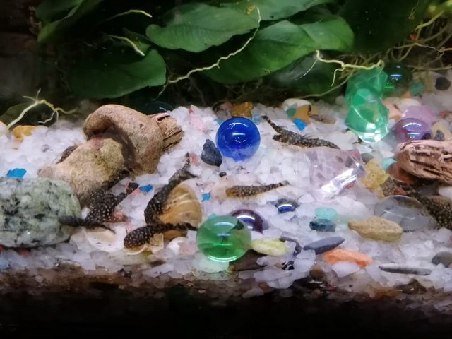 Акариумные рыбки анцитрус