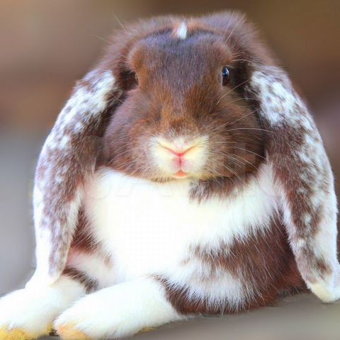 Кролики самки сукрольные