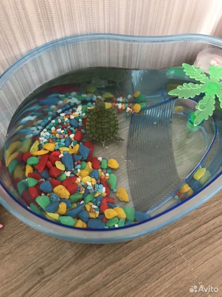 Черепашка Лёля