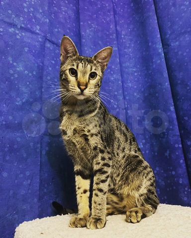 Кошечка саванна