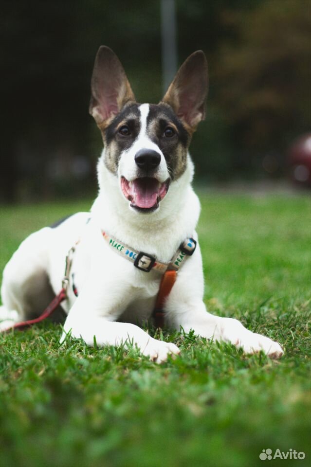 Классный пёсель ищет семью