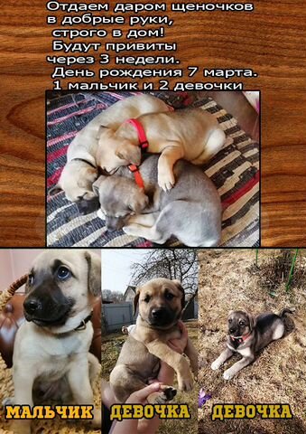 Отдаем щеночков