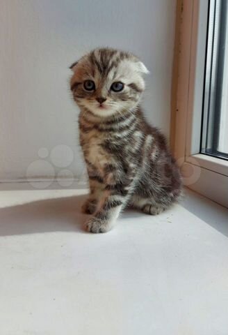 Шотландские вислоухие котята