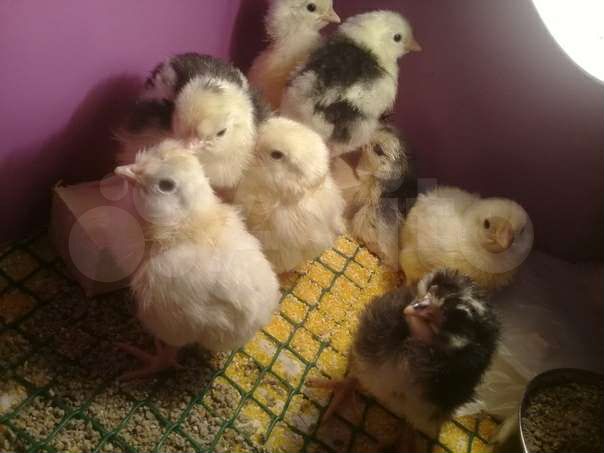 Цыпленок бройлерный и разноцветный простой