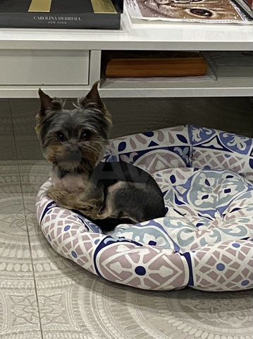 Вязка йорк мини