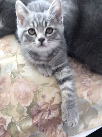 Котята британские