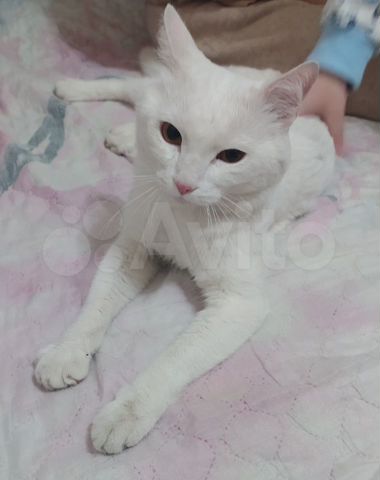 Отдам в хорошие руки молодого белого котика