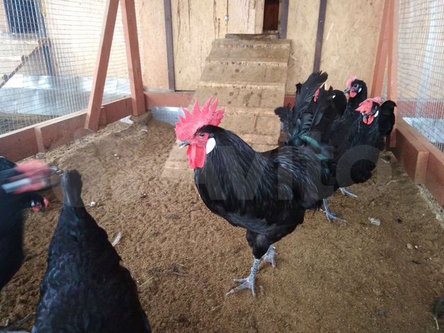 Инкубационное яйцо кур породы Барбезьё