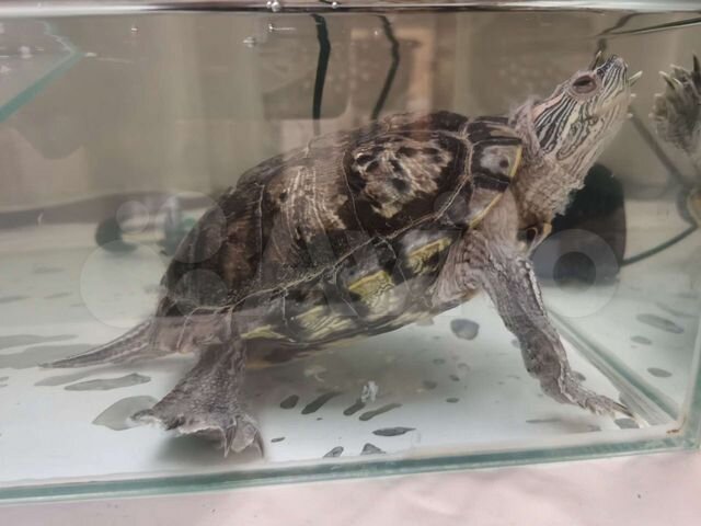 Черепаха красноухая пресноводная