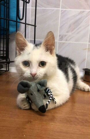 Котенок Пушкин