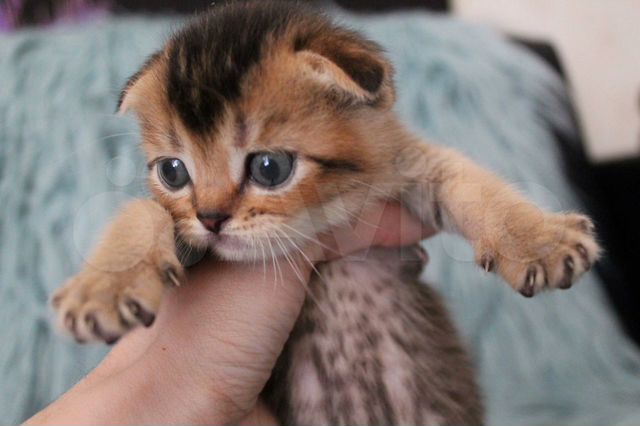 Шотландские котята