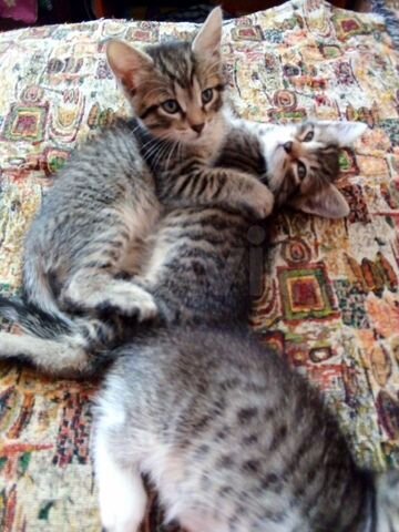 Замечательные котята мальчики ждут хозяев