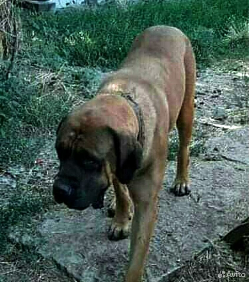 Английский мастиф, сука от элитных родителей