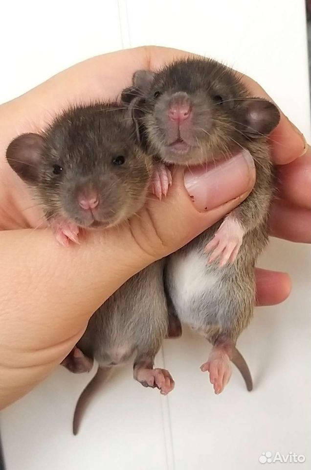 Крысята дамбо агути