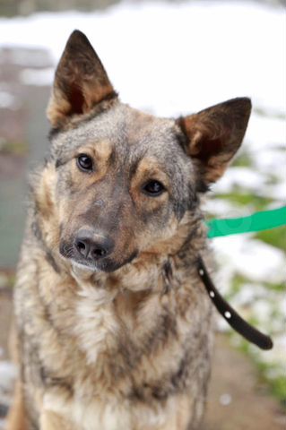 Потрясающая Гермиона собака в дар