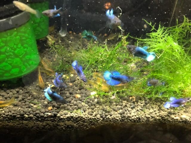 Петушки Халф Мун