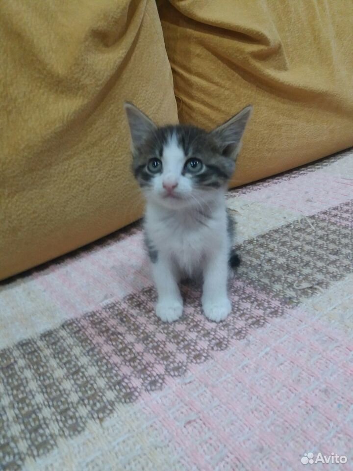 Котёнок в добрые руки
