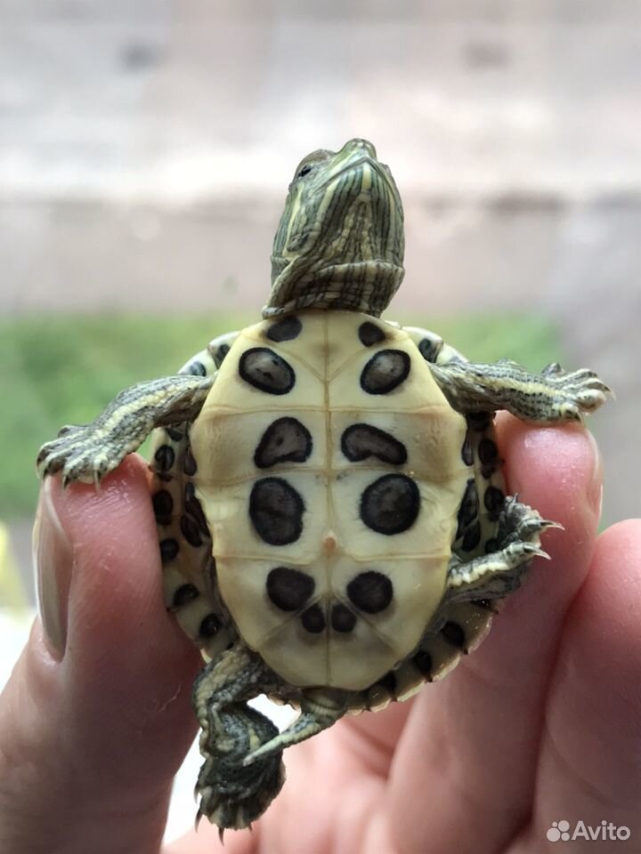 Черепахи красноухие мини