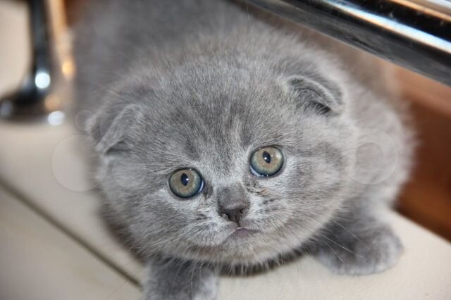 Шотландские котята вислоухие и прямоухие