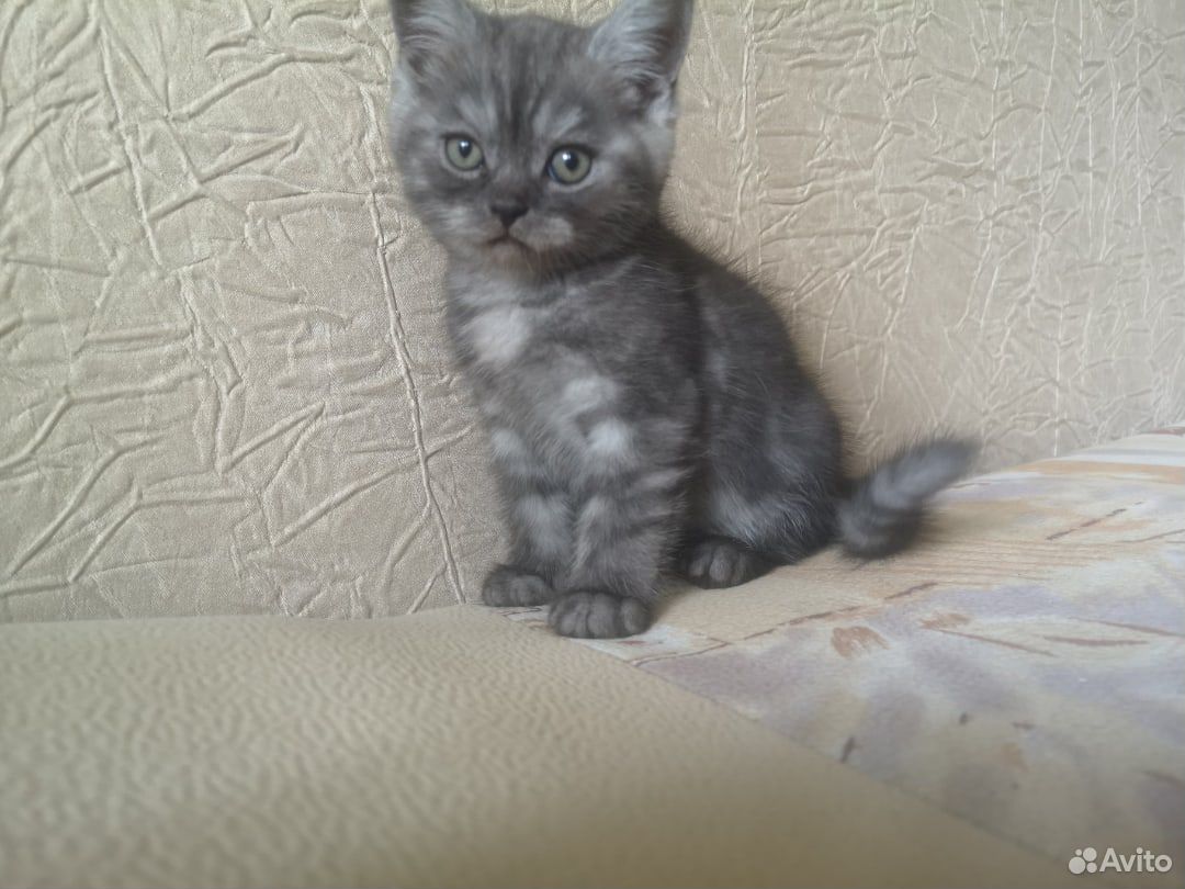 Британская