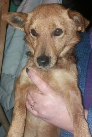 Собака комнатная