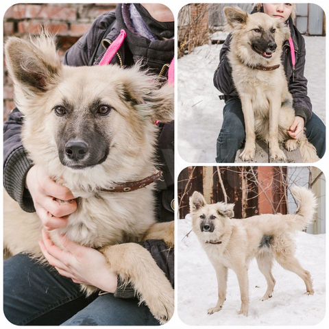 Собака-подросток Злата ищет дом