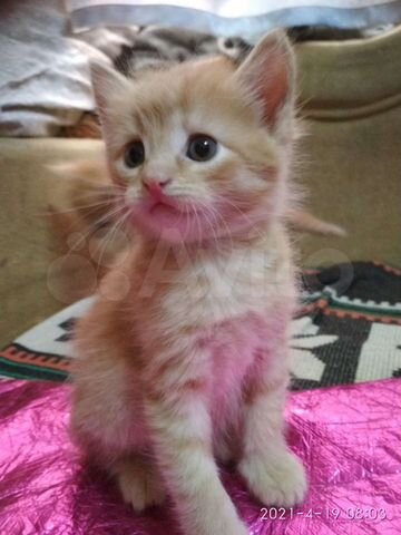 Котята 1мес