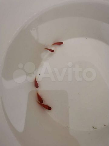 Рыбки пецилии мальки