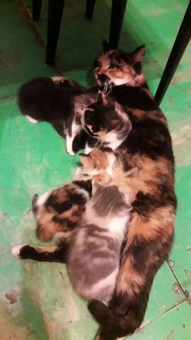 Котята в добрые руки