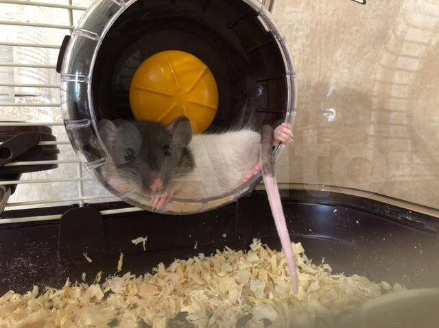 Домашняя мышка