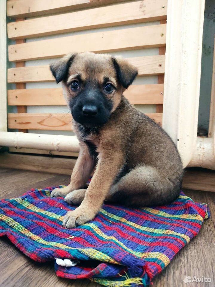 Собака-милаха 1,5 месяца