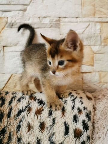 Чаузиf3 котята