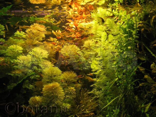 Аквариумные растения, креветки вишни