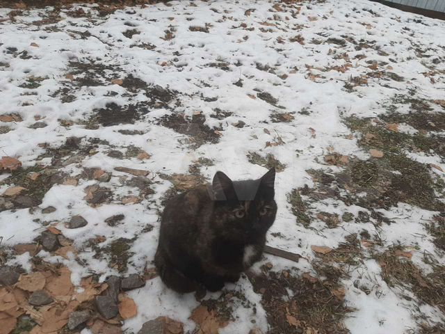 Кот погибает в садах