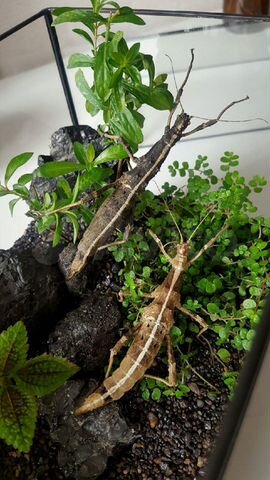 Палочник неожиданный