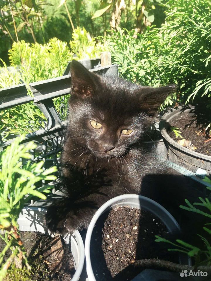 Кошечка в добрые руки.как норка)