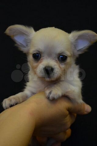 Чишка девочка