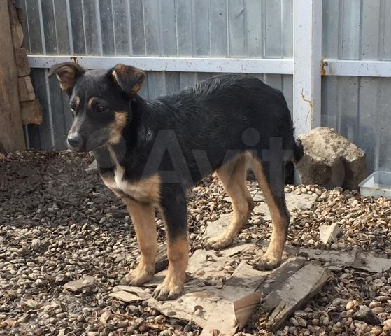 Собака девочка стерильная 4,5-5 мес