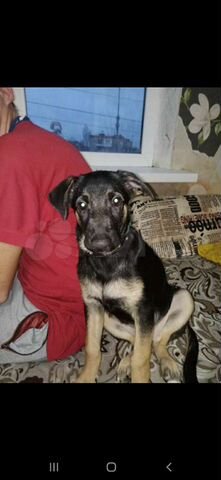 Буся ищет дом